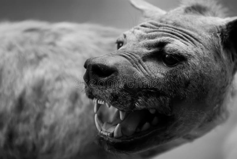 Spotted hyena stock photo. Image of eyes, view, face - 54034362