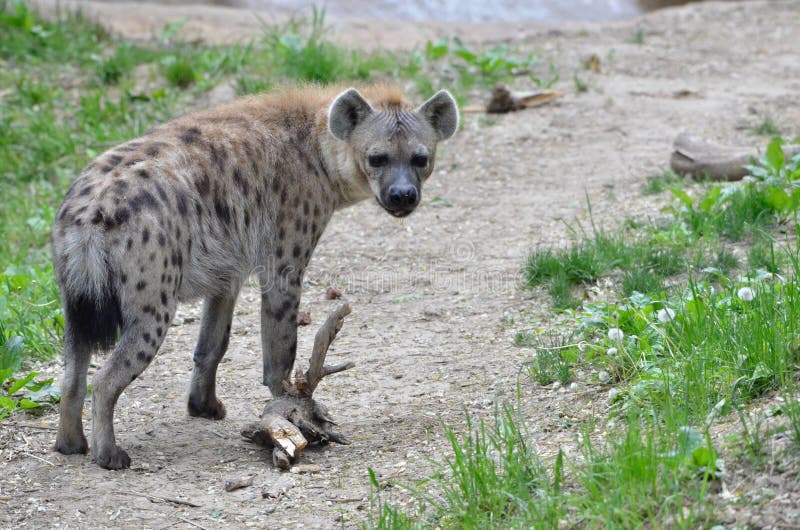 Spotted hyena on path stock image. Image of look, stare - 35882997
