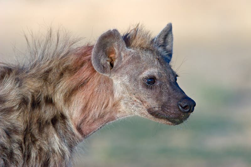 Hyena stock image. Image of mammal, animal, africa, hair - 15030703