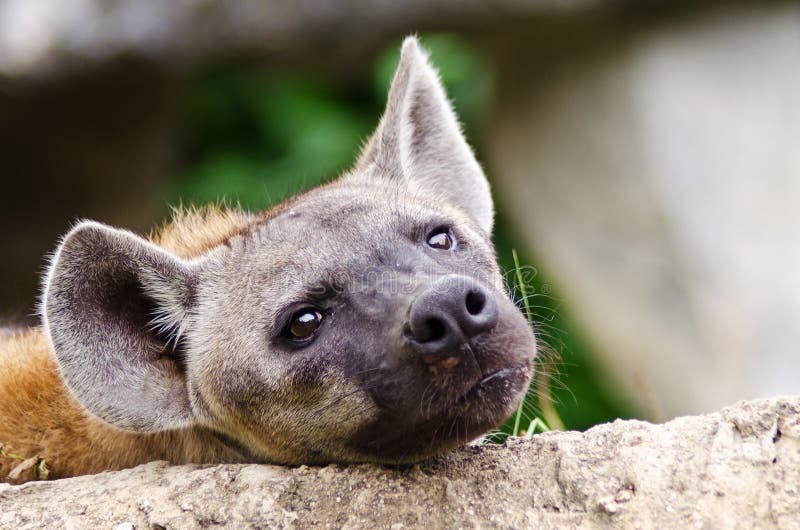 Spotted hyena portrait stock photo. Image of travel, savannah - 25660068
