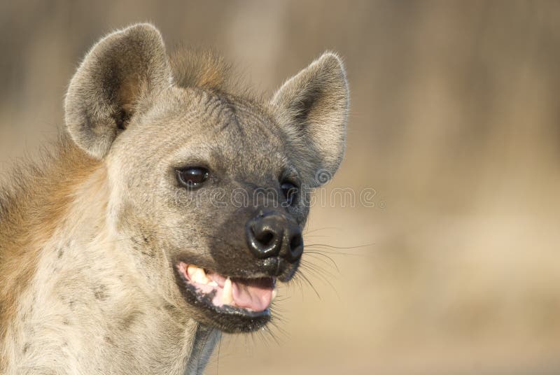 Hyena Powerful Jaws stock image. Image of eyes, ecology - 14787267