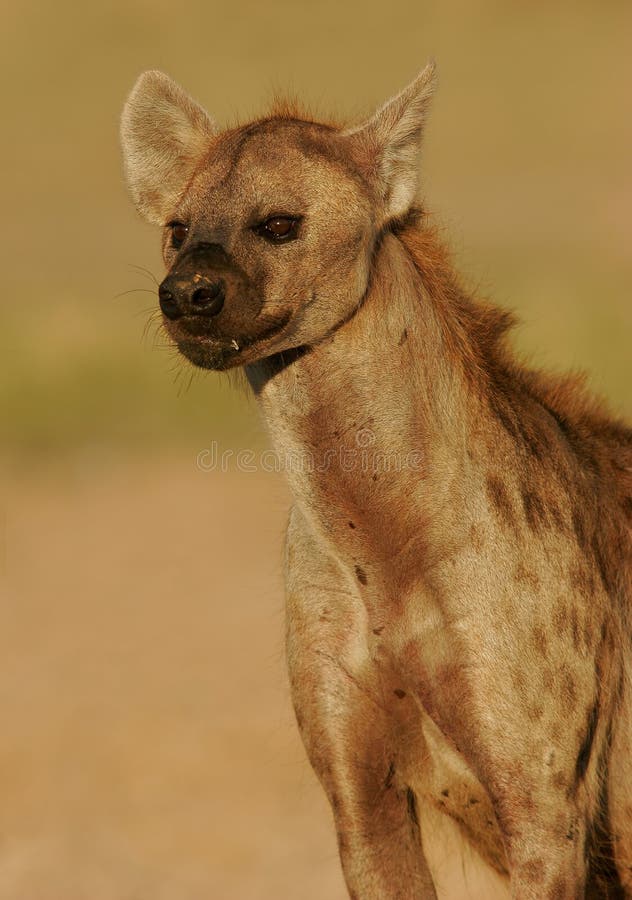 Spotted hyena portrait stock image. Image of conservation - 560091
