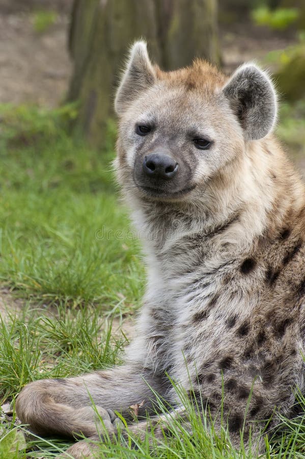Spotted Hyena stock photo. Image of spots, eyelashes - 40002846