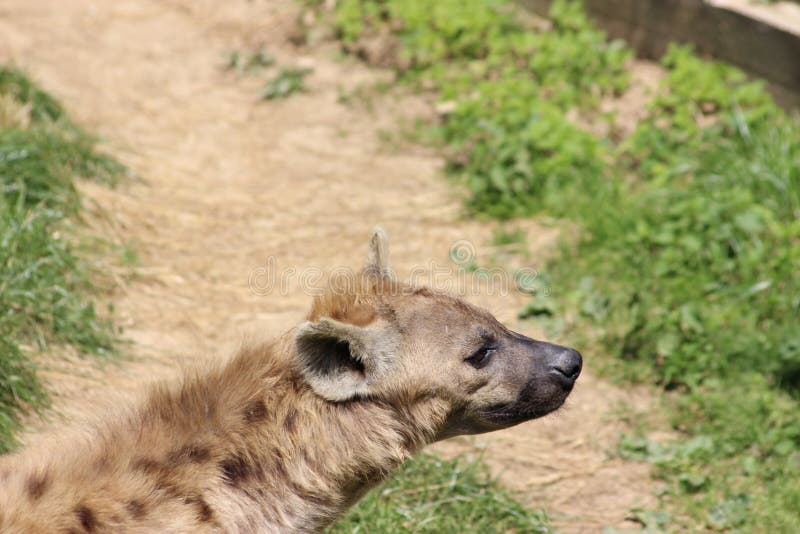 Spotted hyena profile stock image. Image of crocuta, ferocious - 54913331