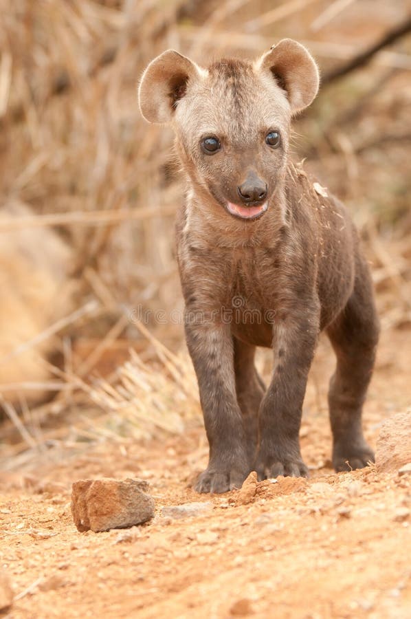 Spotted hyena pup stock image. Image of park, spotted - 22696065