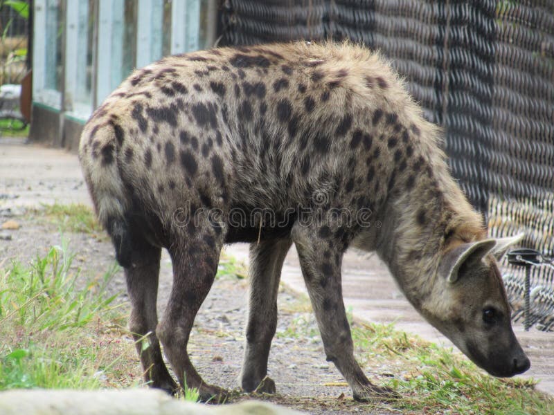 Spotted Hyena Sniffing Around on a Nice Summer Day Stock Image - Image ...