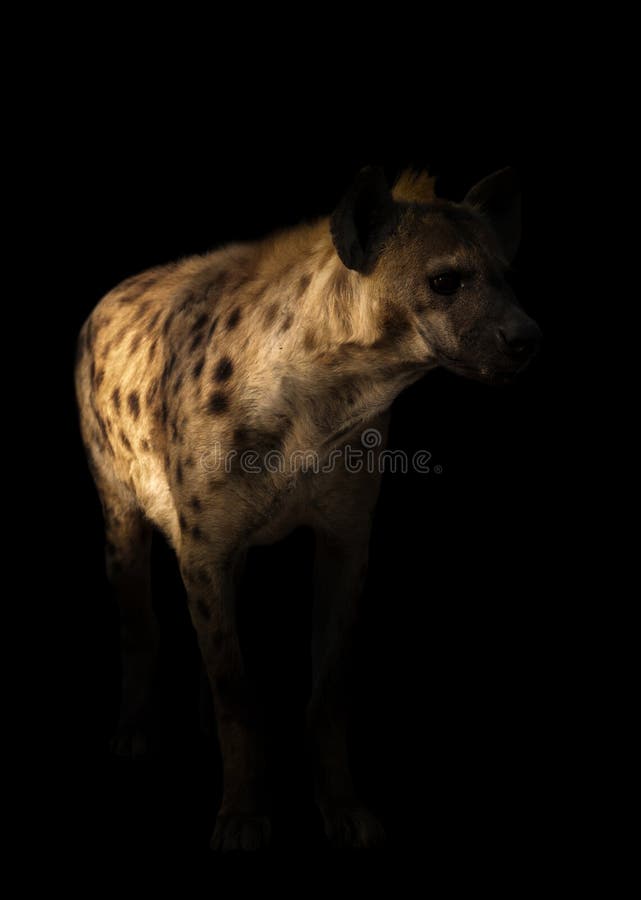 Black Hyena