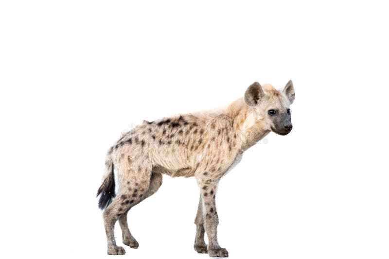 Spotted Hyena Standing. Isolated on White Stock Image - Image of ...