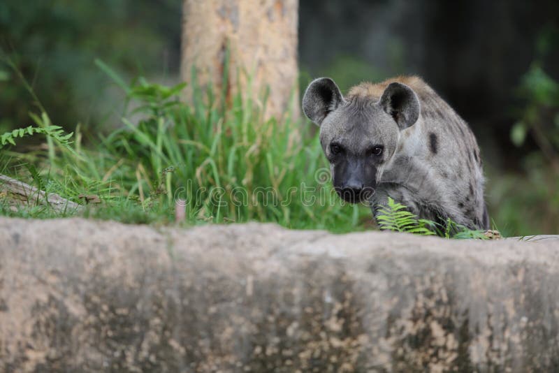 Spotted hyena stock image. Image of stare, dangerous - 50732685