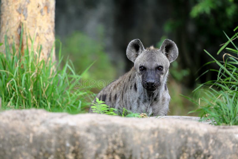 Spotted hyena stock photo. Image of animal, hyena, spots - 50733028