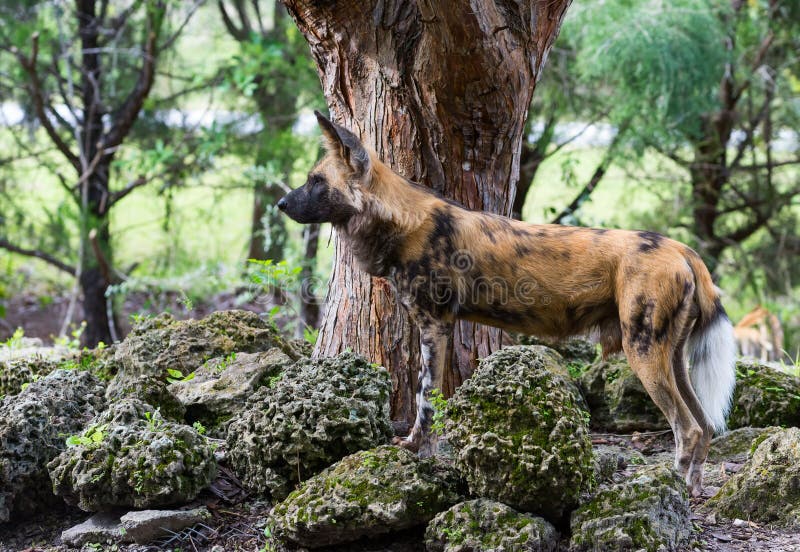 Spotted hyena stock photo. Image of standing, rocks, endangered - 66378884