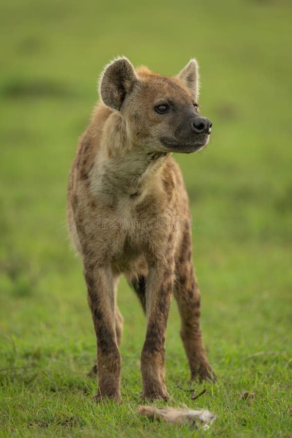 Spotted Hyena Stands on Grass Turning Head Stock Image - Image of hyena ...