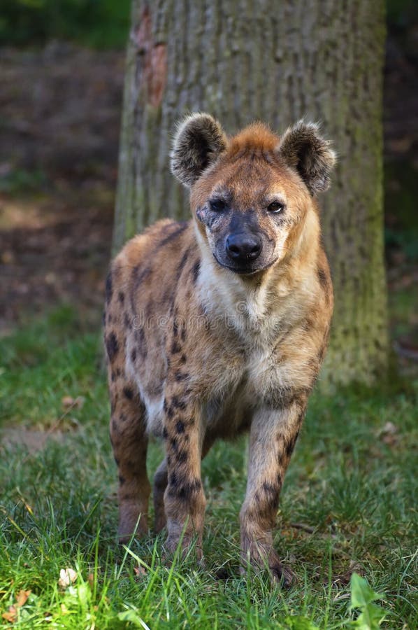 Hyena in a tree stock image. Image of hyenas, arbol, tree - 70722897