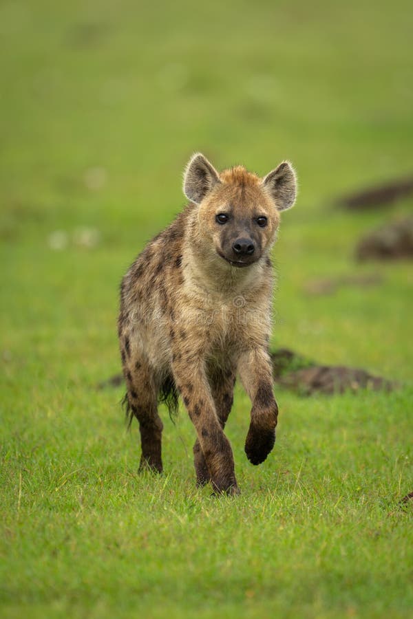 Spotted Hyena Trots Towards Camera Over Grass Stock Image - Image of ...