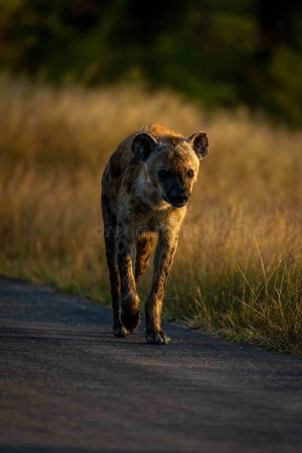 Spotted Hyena Walks Along Road Lifting Paw Stock Image - Image of ...