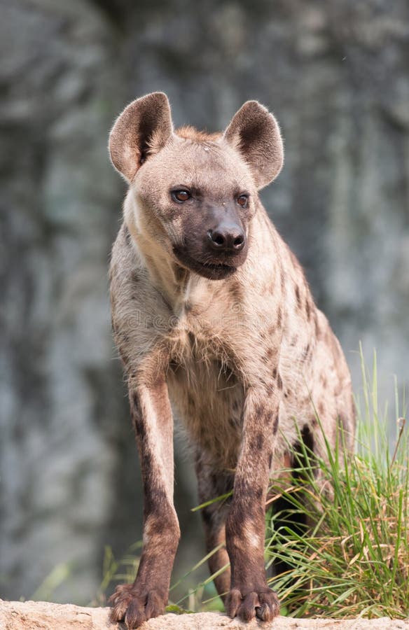 Spotted hyena stock photo. Image of protection, stare - 30390914