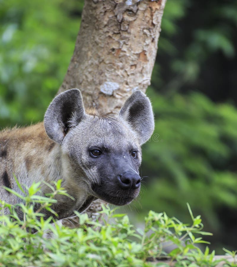 Spotted Hyenas stock photo. Image of nature, hair, natural - 34108326