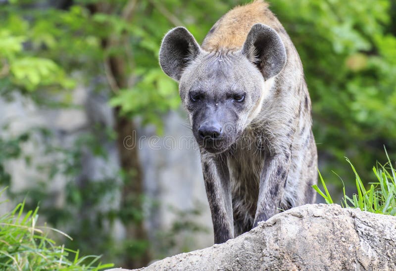 Spotted Hyenas stock image. Image of nature, mane, muzzle - 34120821