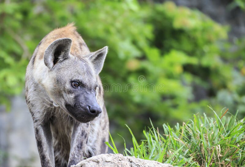 Spotted Hyenas stock image. Image of nature, mane, muzzle - 34120821