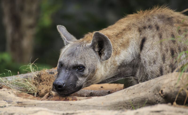 Spotted Hyenas stock photo. Image of creature, southern - 34116550