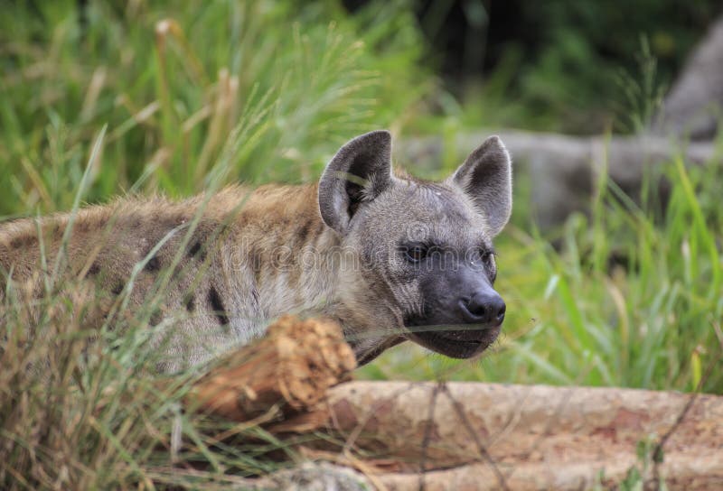 Spotted Hyenas stock photo. Image of nocturnal, muzzle - 34117334