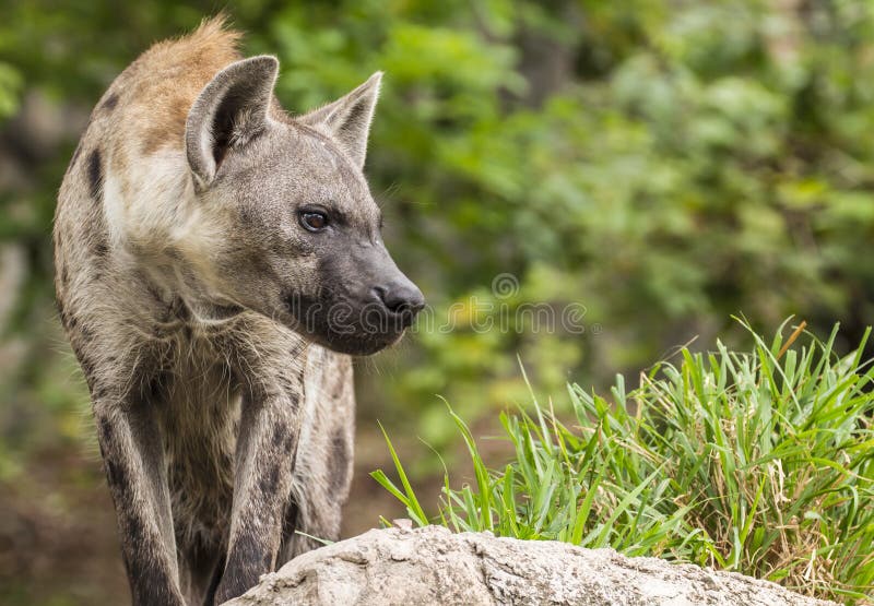Spotted Hyenas stock photo. Image of predator, ferocious - 34119882