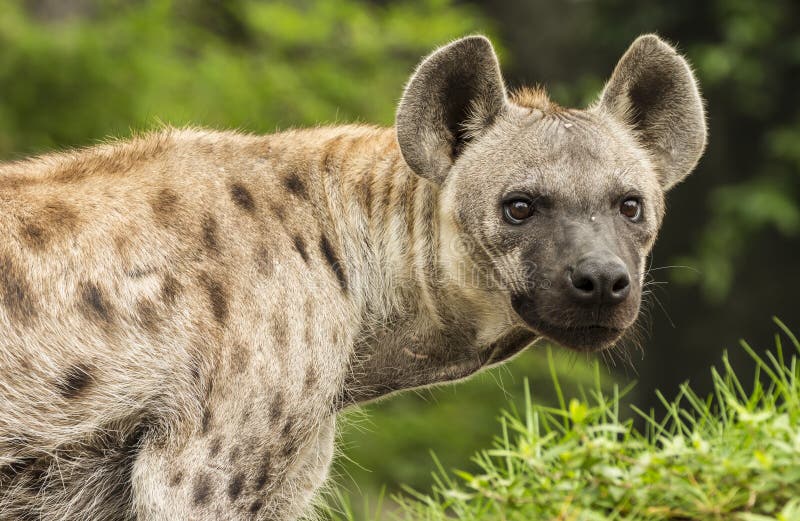 Hyena Powerful Jaws stock image. Image of eyes, ecology - 14787267