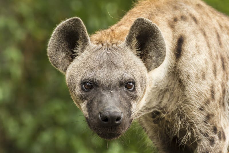 Spotted Hyenas stock image. Image of nature, mane, muzzle - 34120821