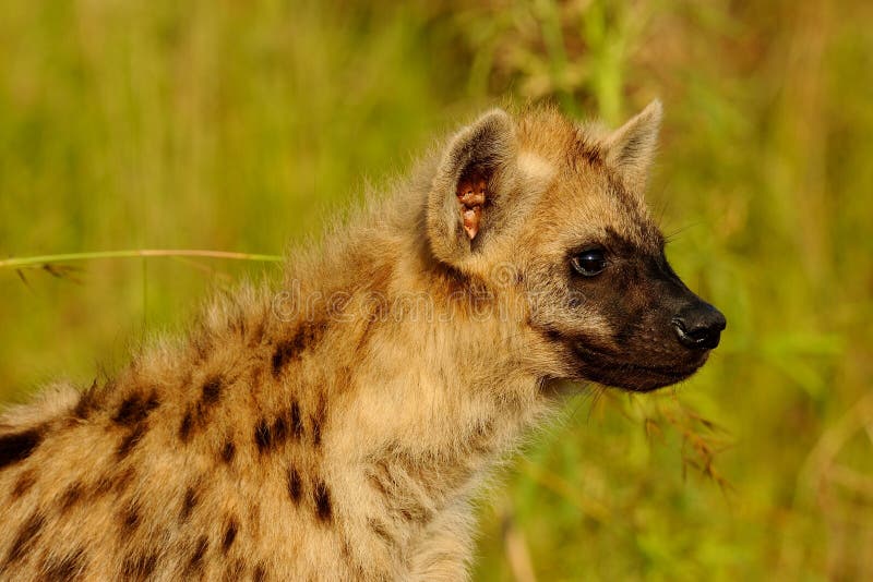 Spotted Hyena stock photo. Image of kruger, sharp, mammal - 40794296