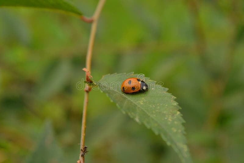 Spotted Insect on a Small Leaf Stock Photo - Image of branch, grass ...