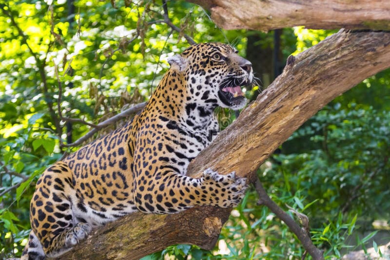 Spotted jaguar on tree stock photo. Image of carnivora - 83401734