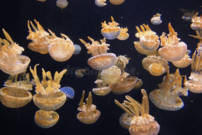 Spotted Jelly stock image. Image of beautiful, marine - 15218329