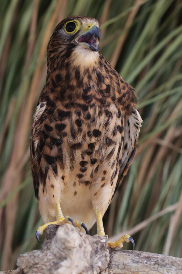 A Spotted Kesrel Falco Moluccensis is Preying on a Small Bird. Stock Image - Image of isolated ...