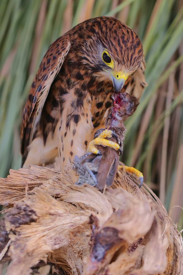 A Spotted Kesrel Falco Moluccensis is Preying on a Small Bird. Stock ...