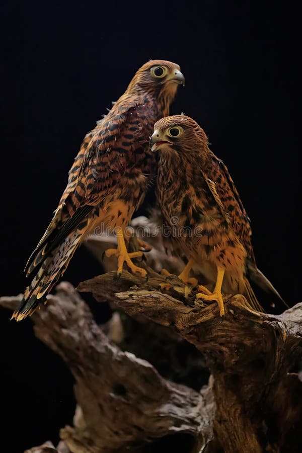 Two Young Spotted Kesrel Falco Moluccensis are Playing Near the Nest. Stock Photo - Image of ...