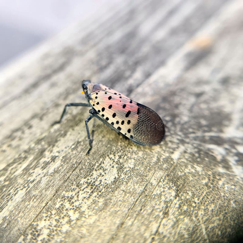Spotted Lantern Fly ???? stock image. Image of hand - 289183693