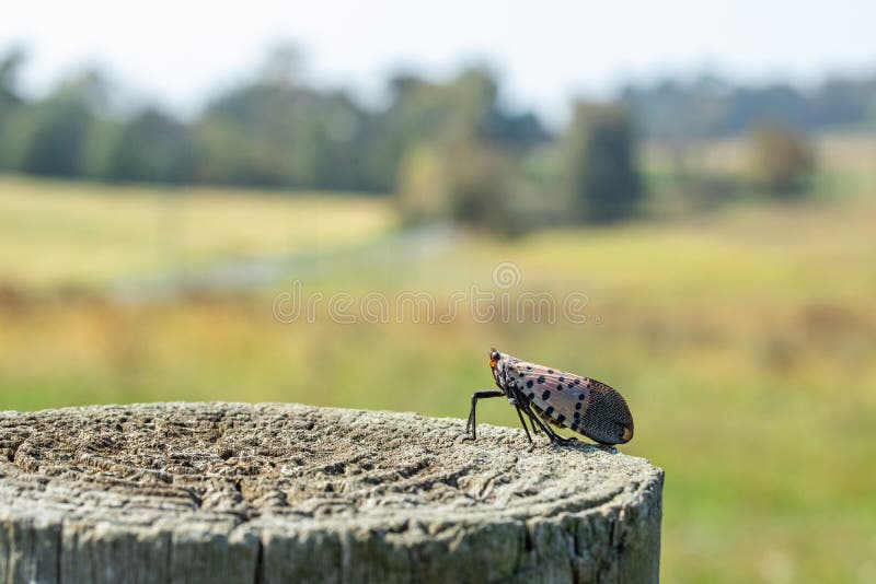 Spotted Lantern Fly stock image. Image of spotted, species - 159967515