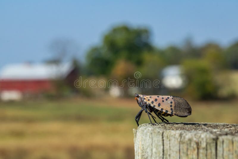 Spotted Lantern Fly stock image. Image of pennsylvania - 159967563