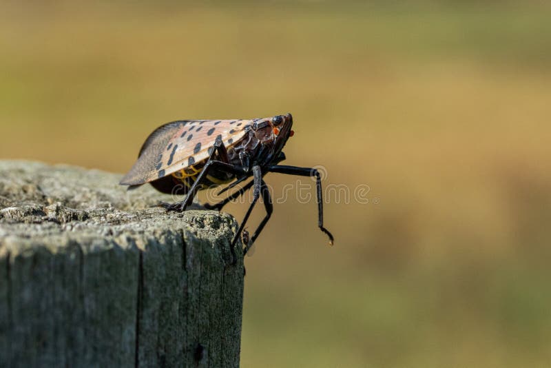 Spotted Lantern Fly stock image. Image of species, insect - 159967609