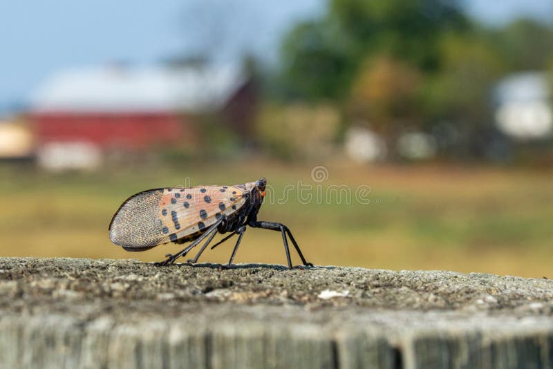Spotted Lantern Fly stock image. Image of lantern, insect - 159967635