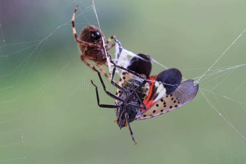 Spotted Lantern Fly Trapped in Orb Weaver Spider Web Stock Image ...