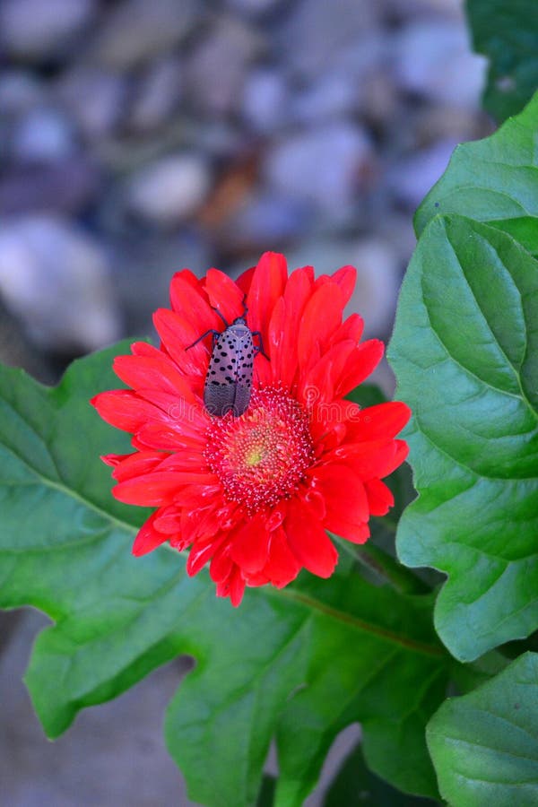 Spotted Lanternfly on Gerber Daisy Stock Image - Image of dahlia ...