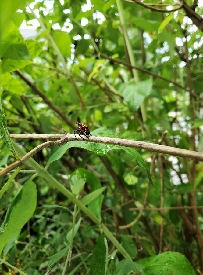 Spotted Lanternfly Nymph with Red Pigmentation on Hydrangea Stem Stock ...