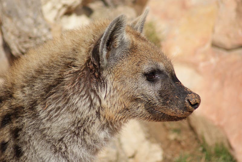 Spotted (laughing) Hyena - Crocuta Crocuta Stock Image - Image of ...