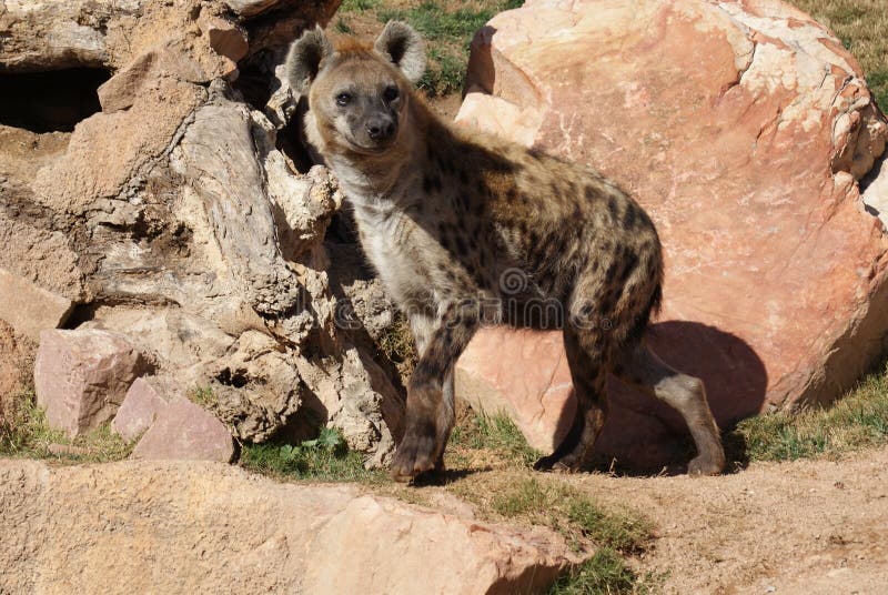 Spotted (laughing) Hyena - Crocuta Crocuta Stock Image - Image of face ...
