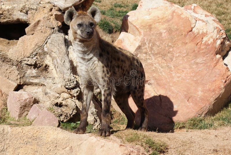 Spotted (laughing) Hyena - Crocuta Crocuta Stock Photo - Image of ...