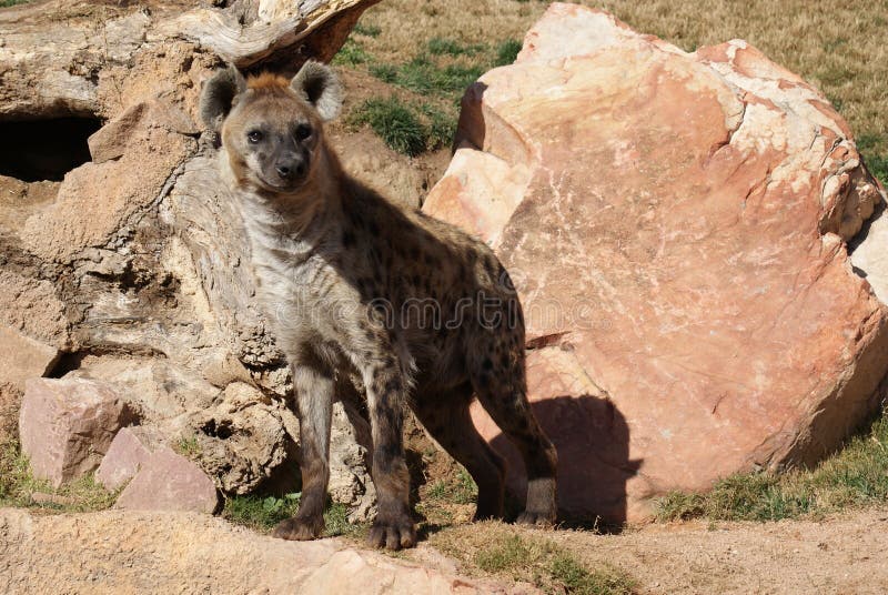 Spotted (laughing) Hyena - Crocuta Crocuta Stock Photo - Image of ...