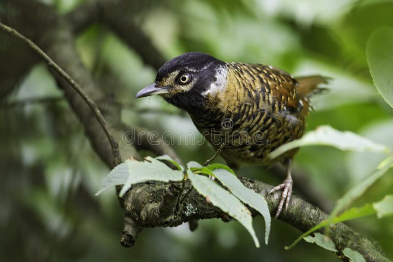 Spotted laughingthrush stock image. Image of bill, spotted - 31340989