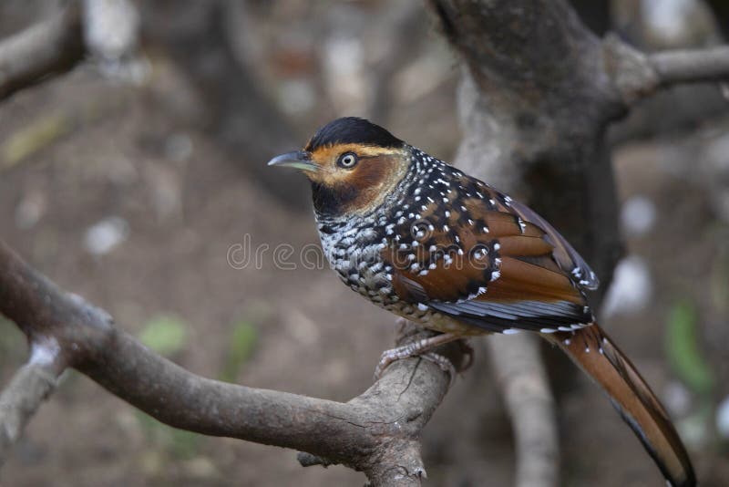 Spotted Laughingthrush on Tree Branch Closeup, Lanthocincla Ocellata ...
