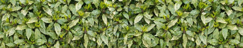 Variegated Spotted Laurel or Aucuba Japonica Bush Hedge Closeup Stock ...